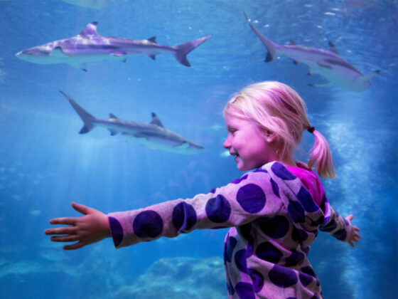 Shark Days at SEA LIFE Aquarium